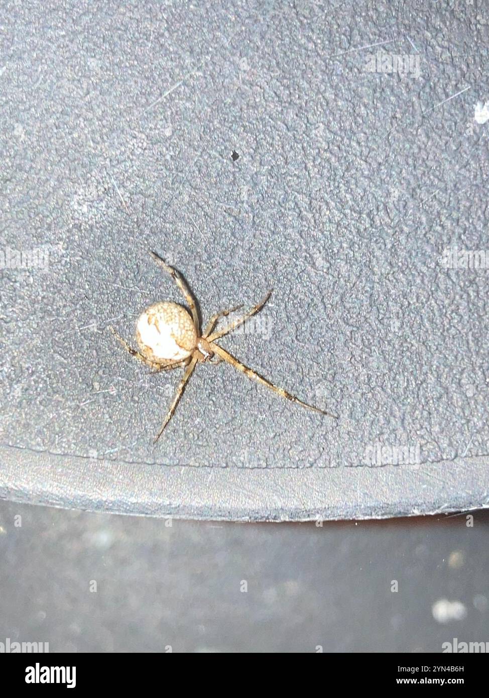 Typical Cobweb Spiders (Theridion Stock Photo - Alamy