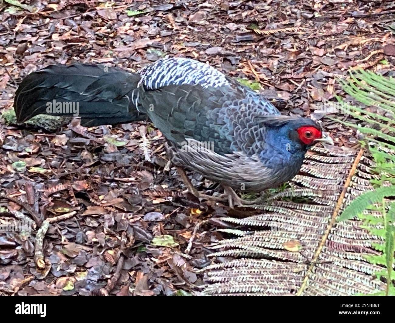 Kalij Pheasant (Lophura leucomelanos Stock Photo - Alamy