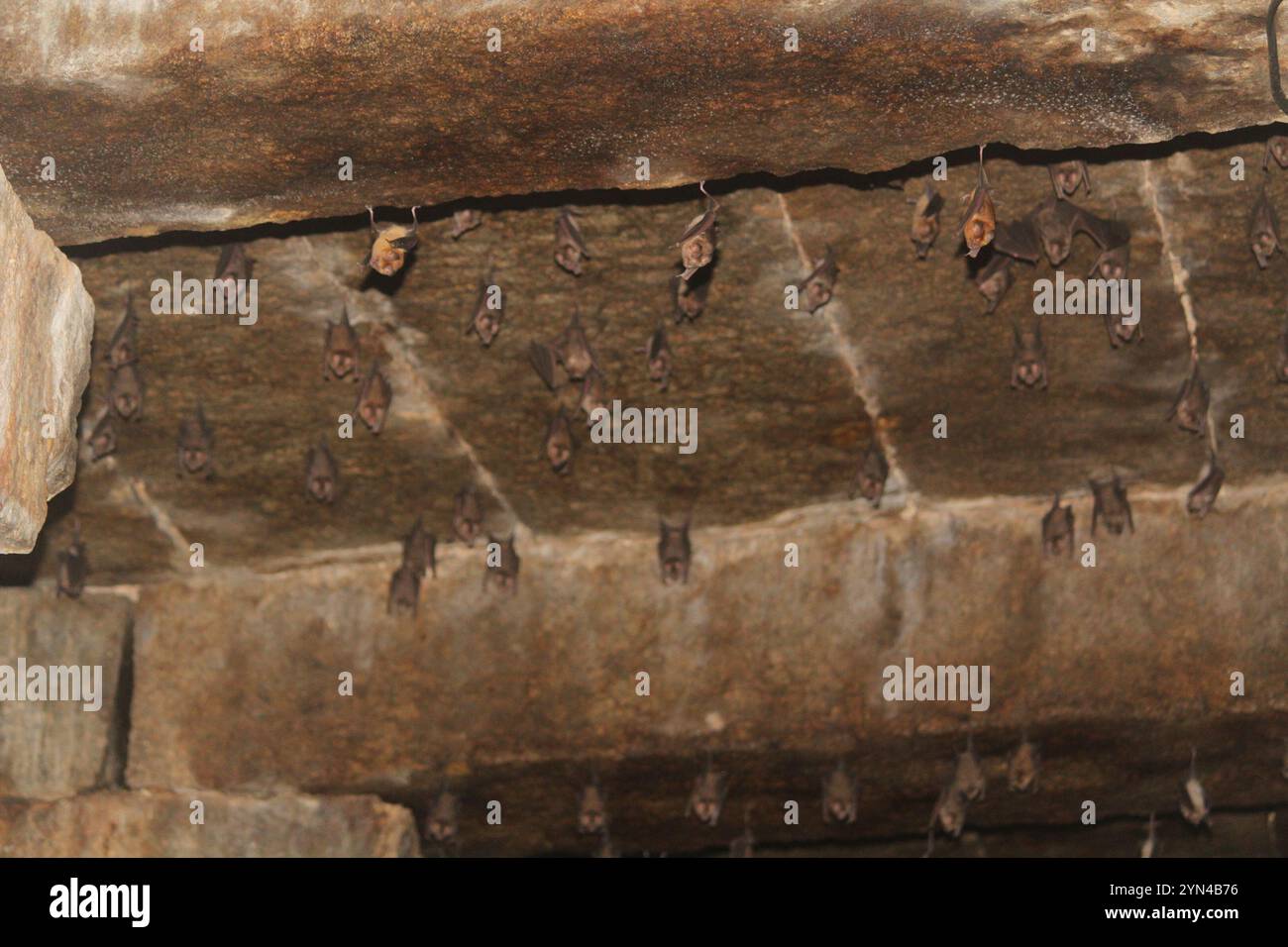 Roundleaf bat hi-res stock photography and images - Alamy