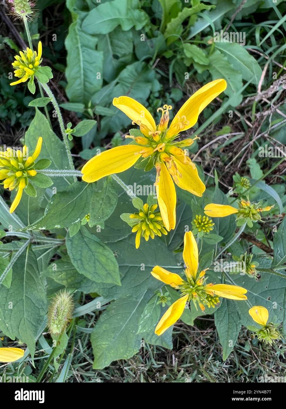 Wingstem (Verbesina alternifolia Stock Photo - Alamy