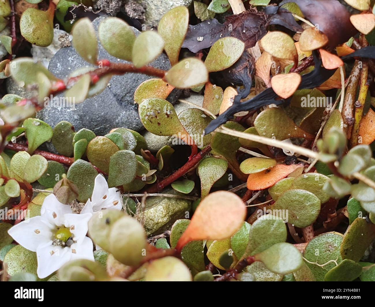 Sea Primrose (Samolus repens Stock Photo - Alamy