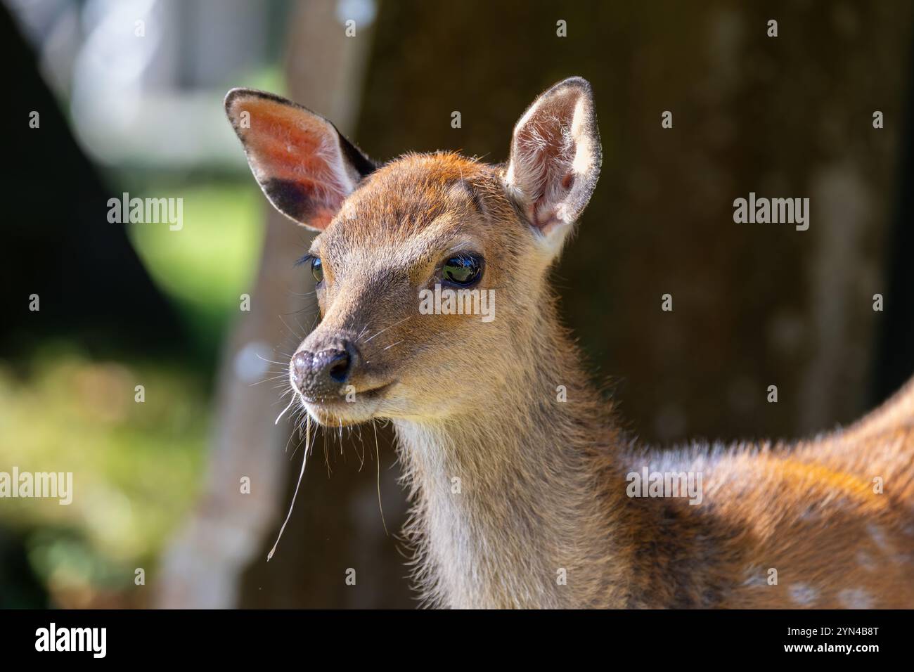 Closeup head and face of Sika deer also Northern Spotted or Japanese ...