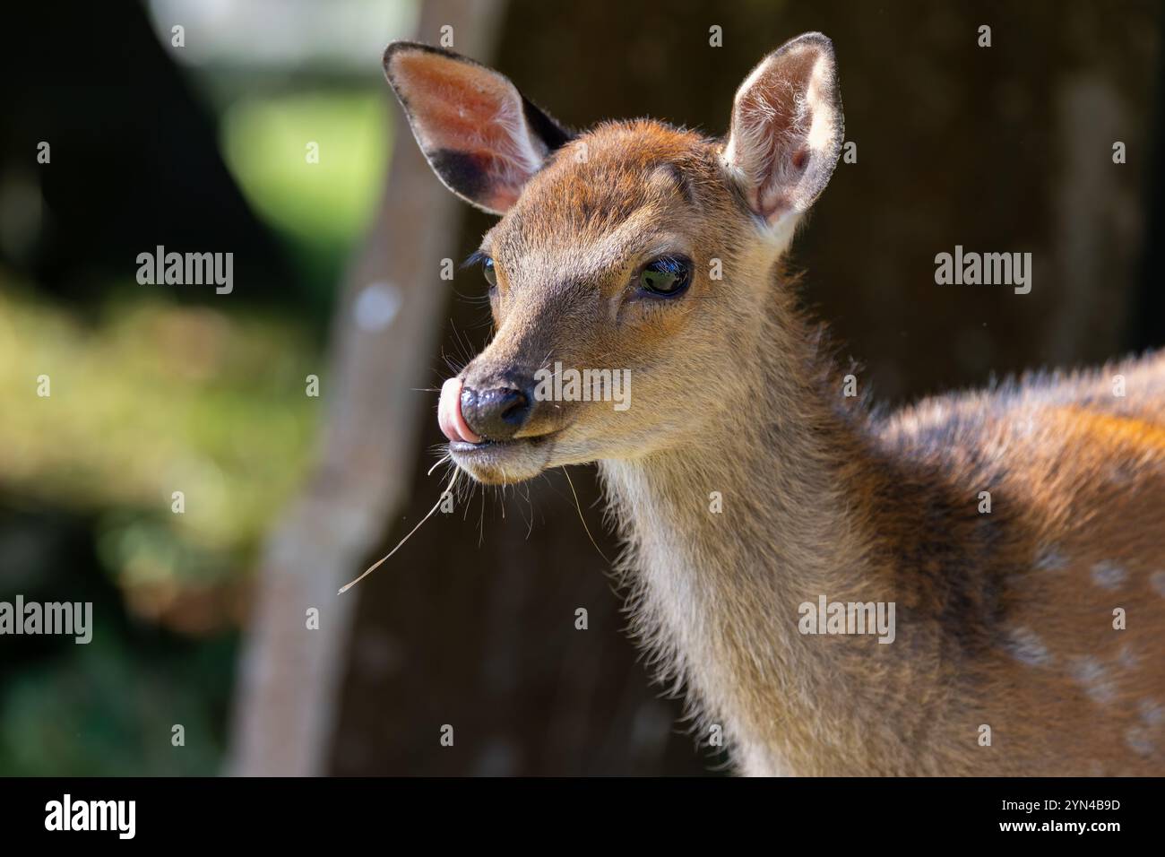 Closeup of Sika deer using its tongue to lick its nose. Also Northern ...