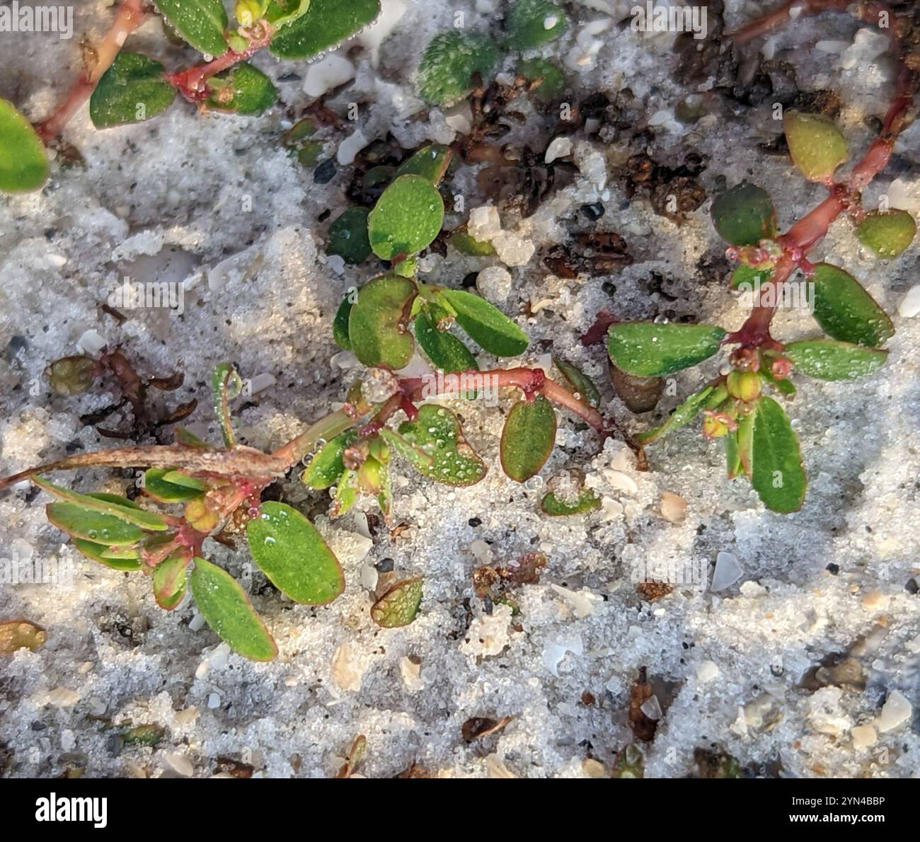 limestone sandmat (Euphorbia blodgettii Stock Photo - Alamy