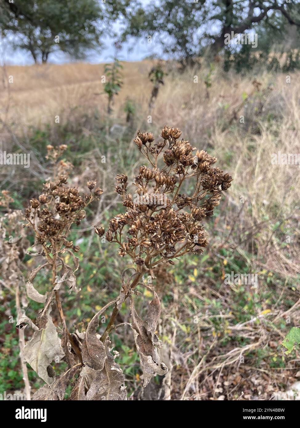 frostweed (Verbesina virginica Stock Photo - Alamy