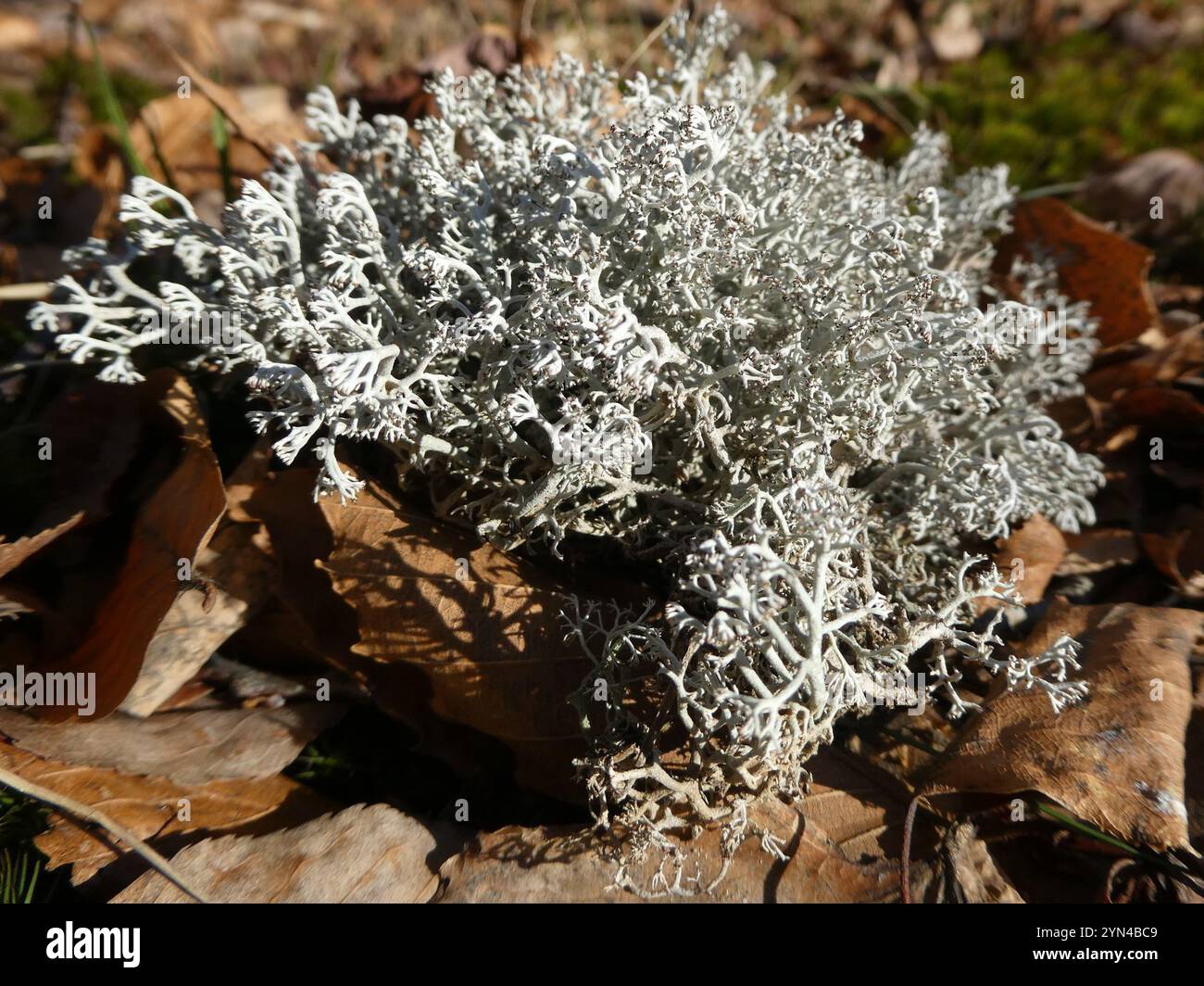 gray reindeer lichen (Cladonia rangiferina Stock Photo - Alamy