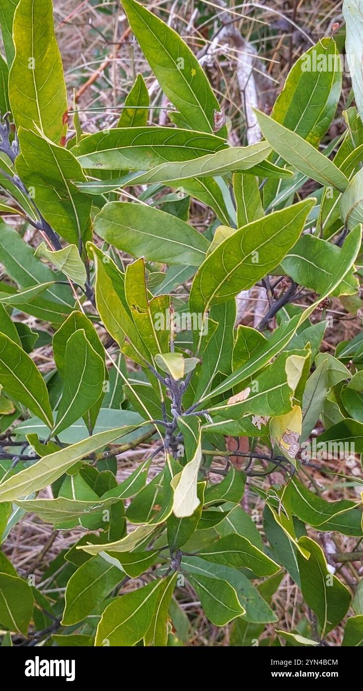 Swamp Bay (Persea palustris Stock Photo - Alamy