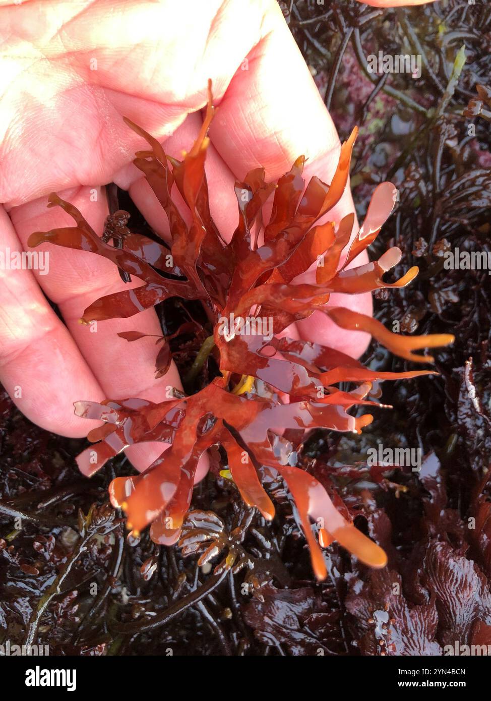 red algae (Rhodophyta Stock Photo - Alamy