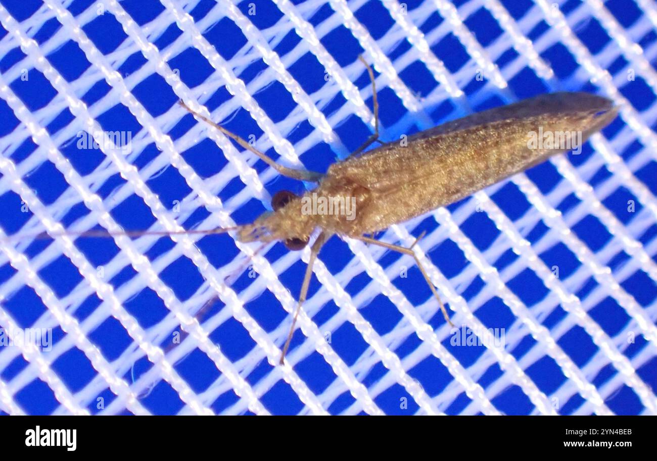 Net-spinning Caddisflies (Hydropsychidae Stock Photo - Alamy