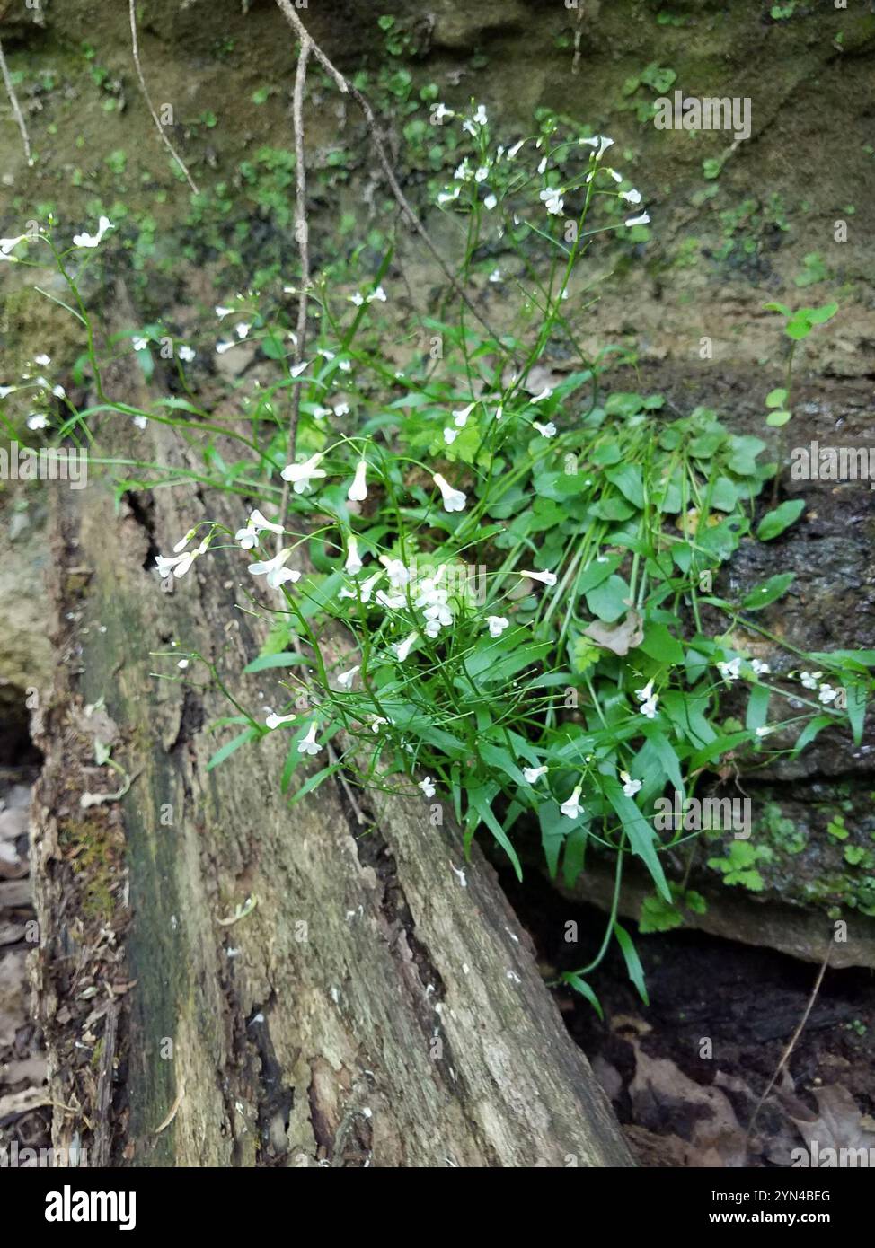 bulbous cress (Cardamine bulbosa Stock Photo - Alamy