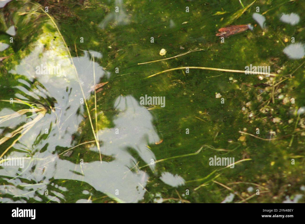 green algae (Chlorophyta Stock Photo - Alamy
