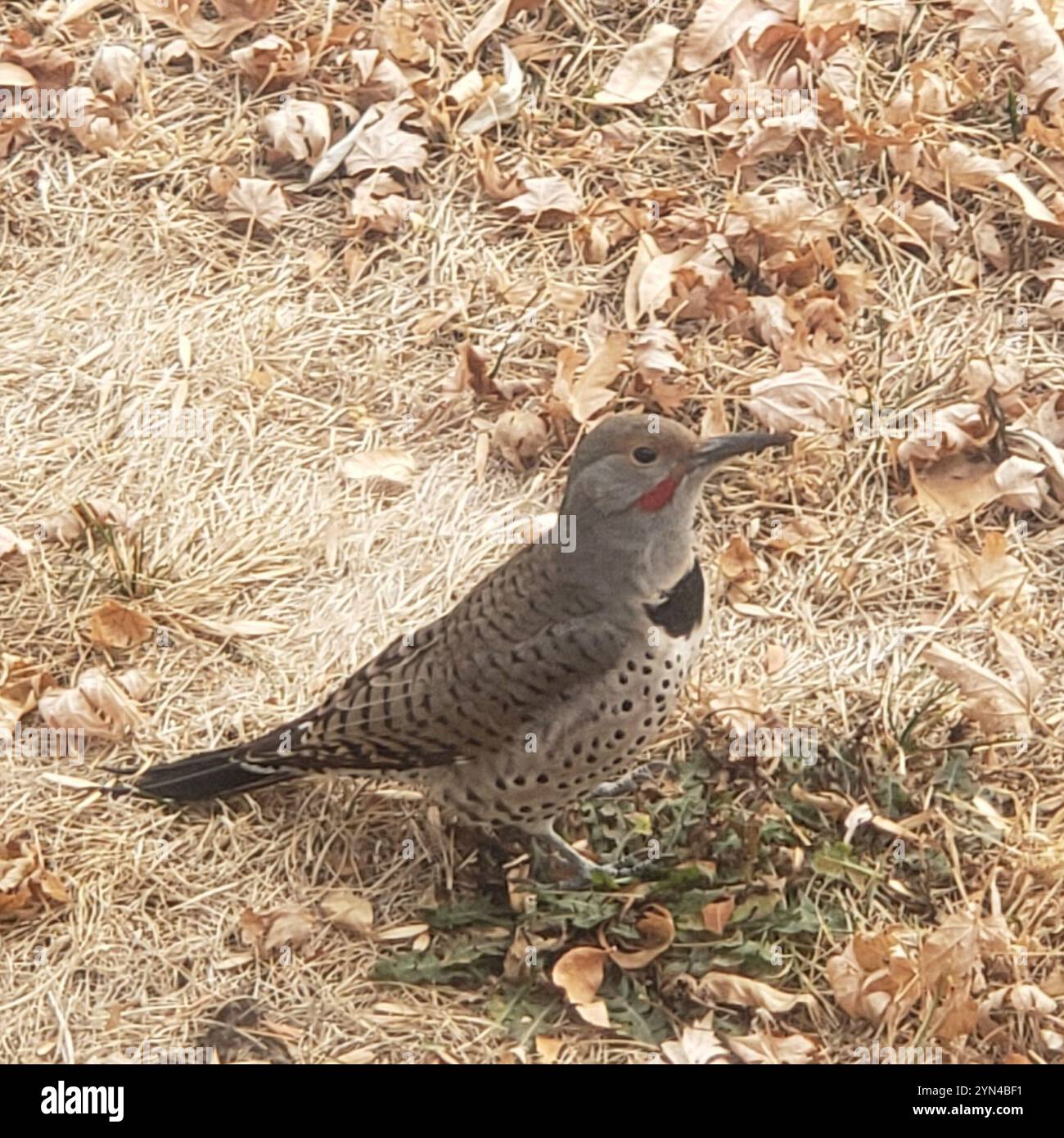 Northern Flicker (Colaptes auratus Stock Photo - Alamy