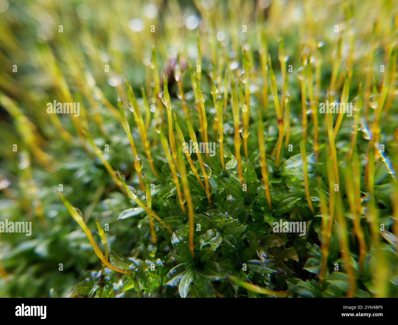 Thyme and Allied Mosses (Plagiomnium Stock Photo - Alamy