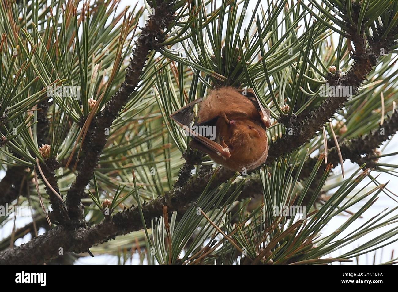Eastern Red Bat (Lasiurus borealis Stock Photo - Alamy