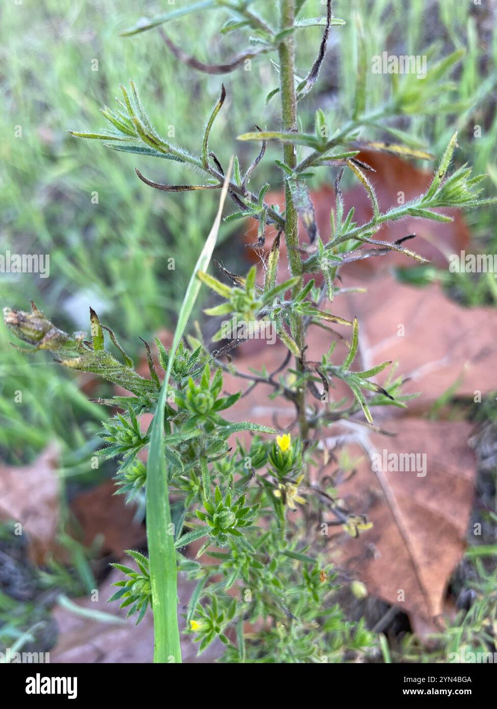 Stinkwort (Dittrichia graveolens Stock Photo - Alamy