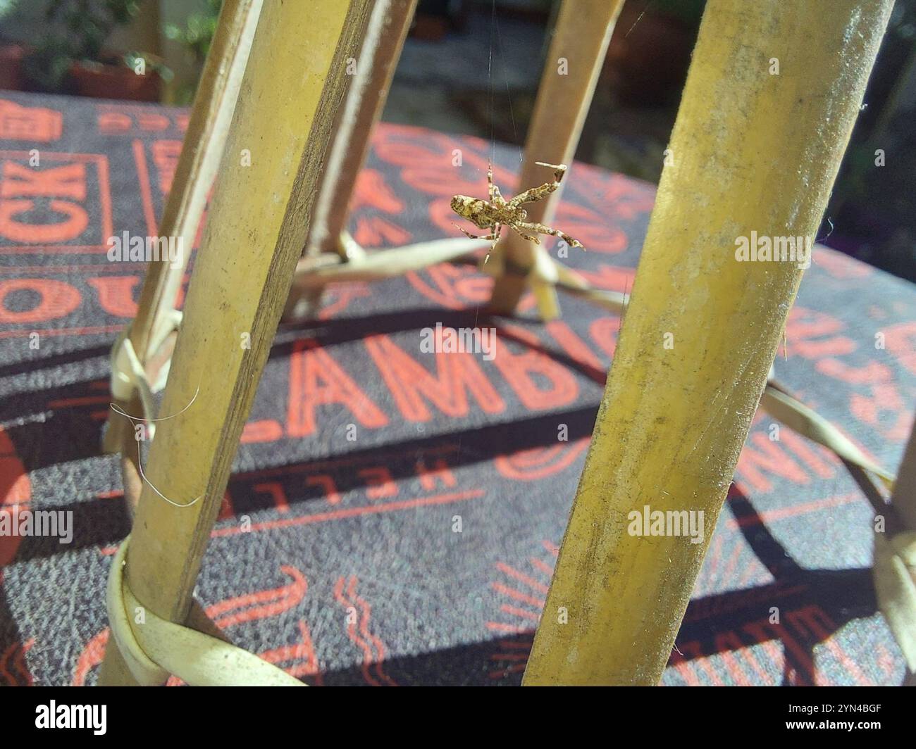 Feather-legged Lace Weaver (Uloborus plumipes Stock Photo - Alamy