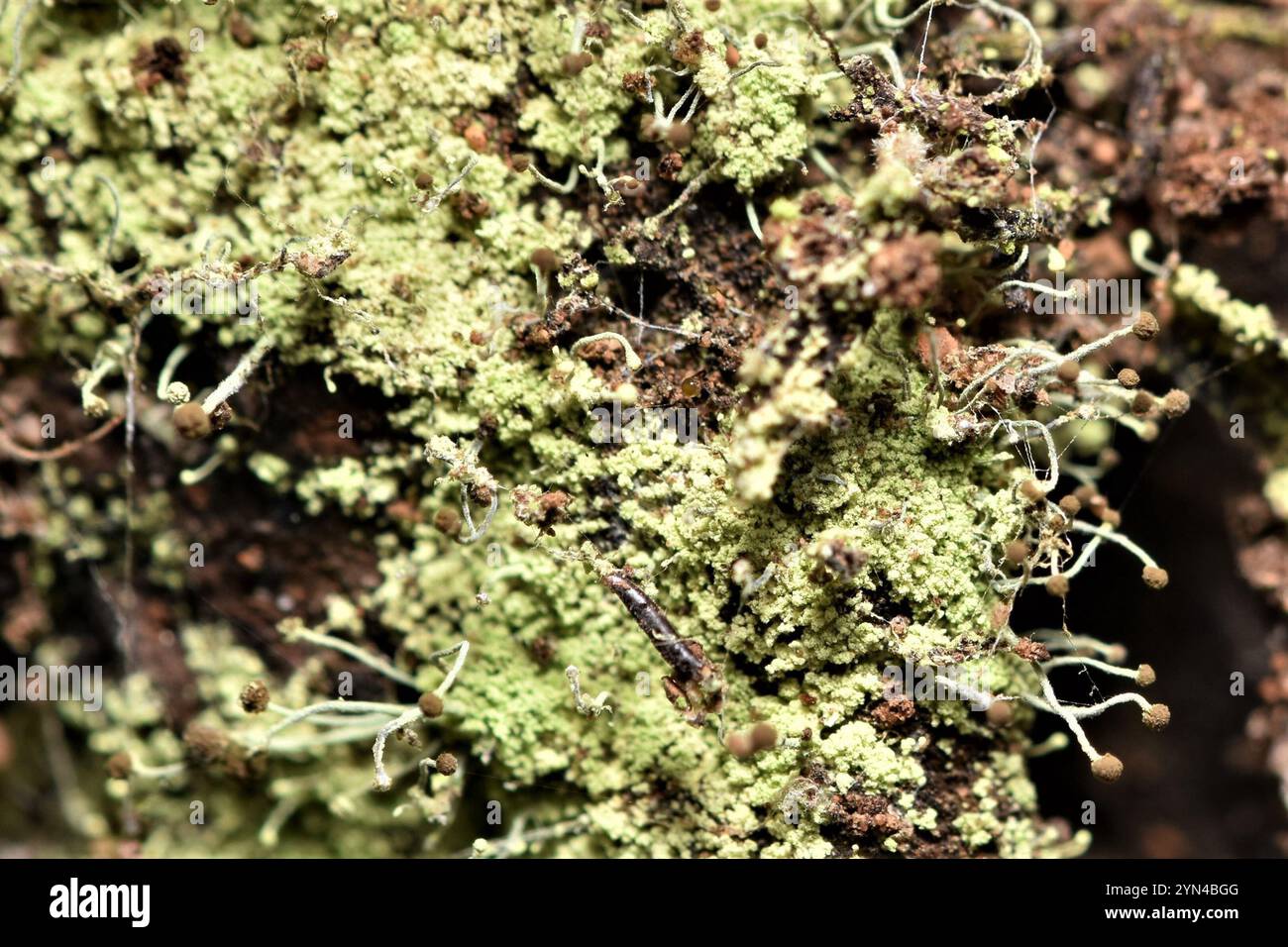 Sulphur Stubble Lichen (Chaenotheca furfuracea Stock Photo - Alamy
