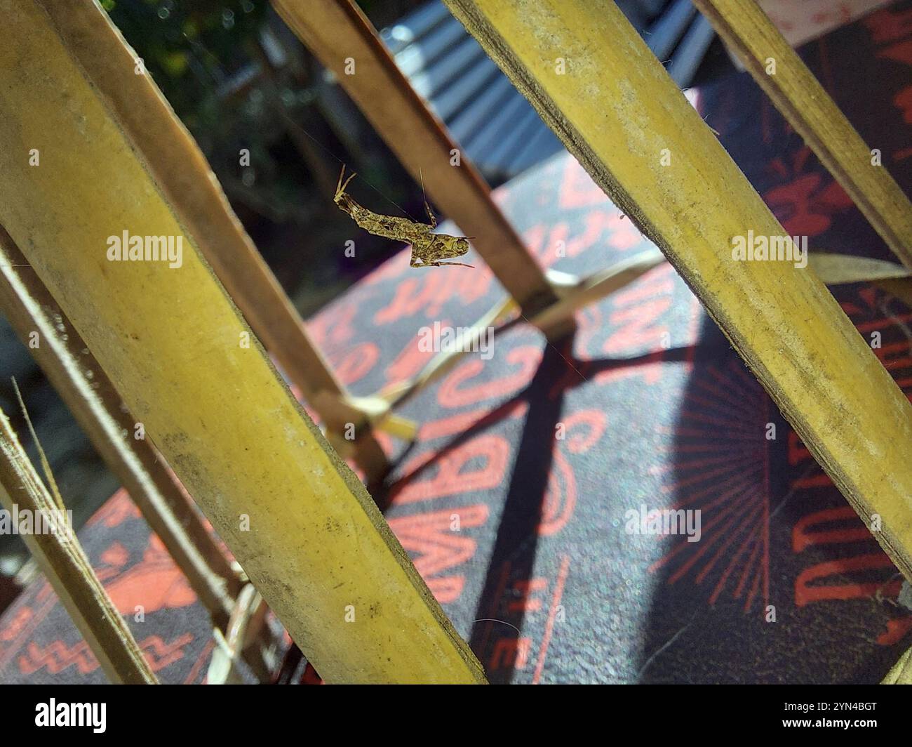 Feather-legged Lace Weaver (Uloborus plumipes Stock Photo - Alamy