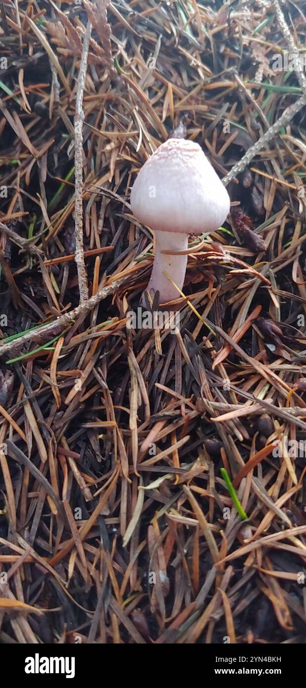 White Fibrecap (Inocybe geophylla Stock Photo - Alamy