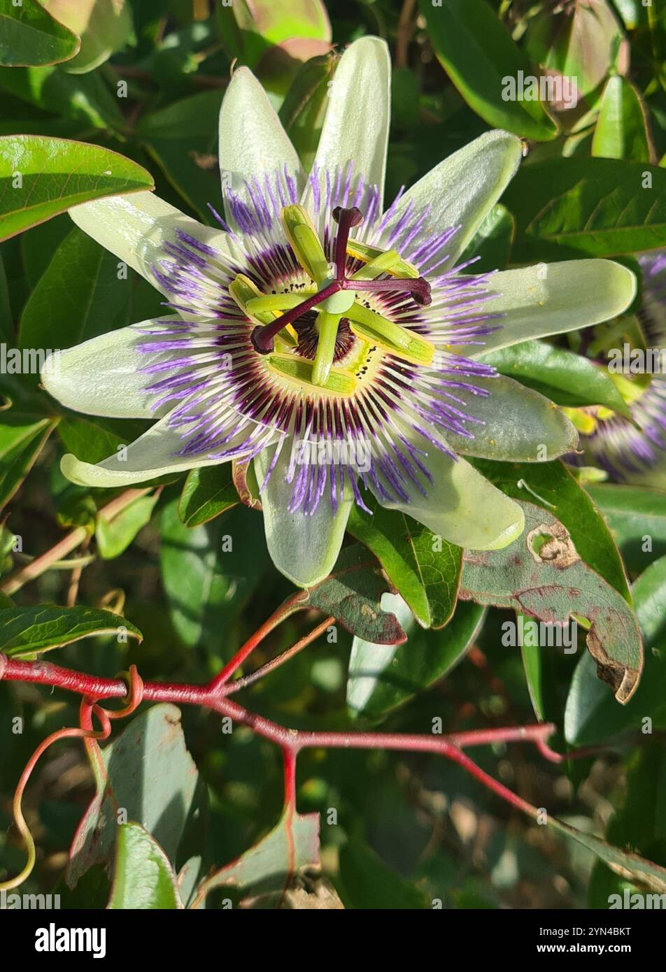 Bluecrown passionflower (Passiflora caerulea Stock Photo - Alamy