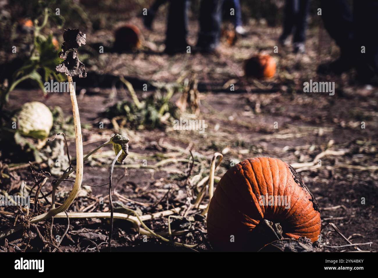 School Class field trip to a pumpkin patch in the fall Stock Photo - Alamy