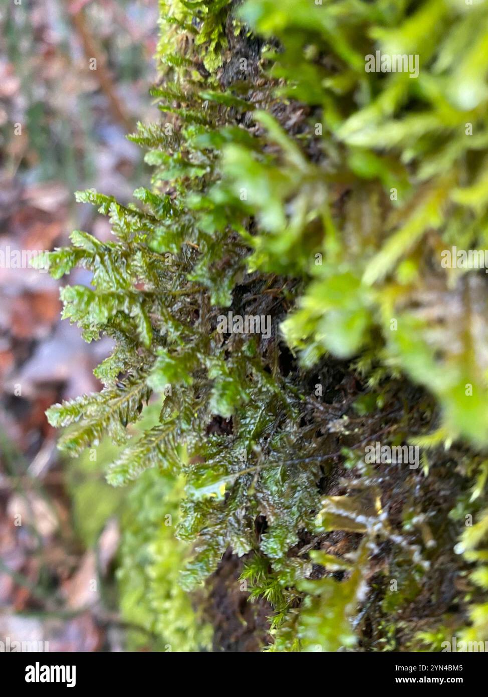 shingle moss (Neckera pennata Stock Photo - Alamy