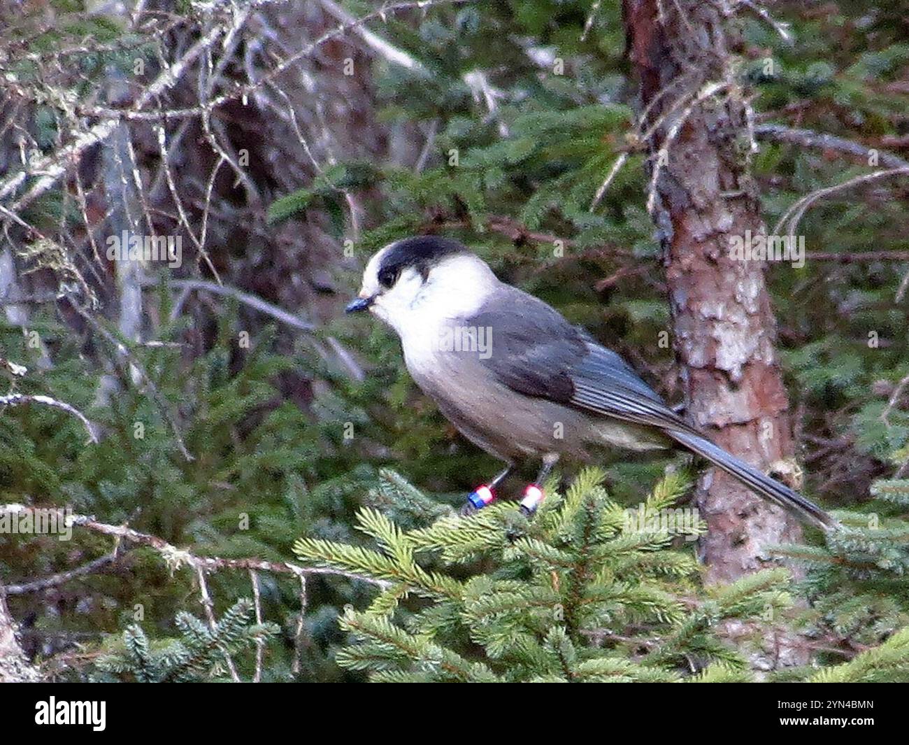 Canada Jay (Perisoreus canadensis Stock Photo - Alamy