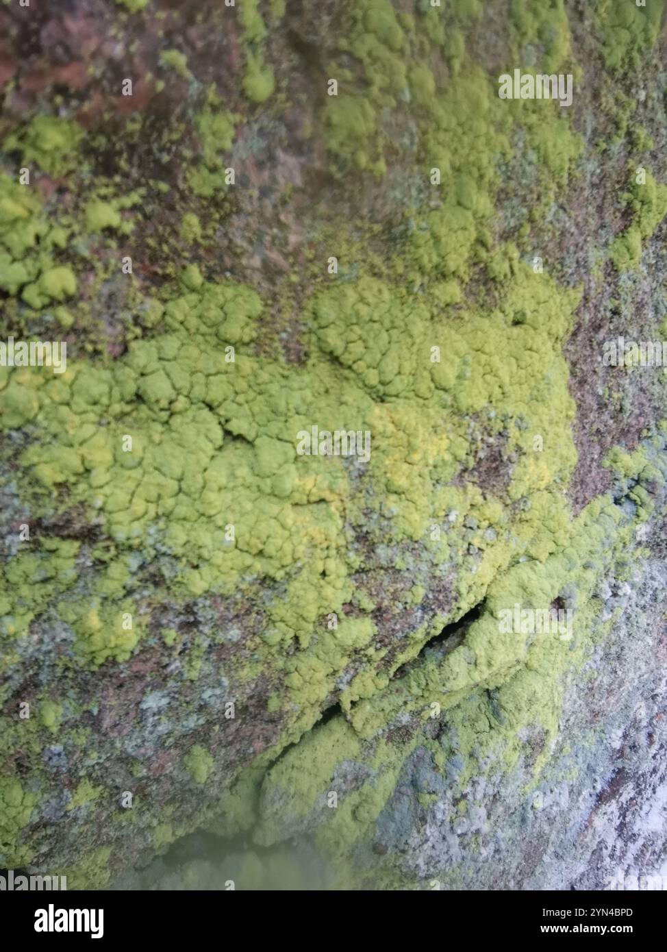 Sulphur Dust Lichen (Chrysothrix chlorina Stock Photo - Alamy