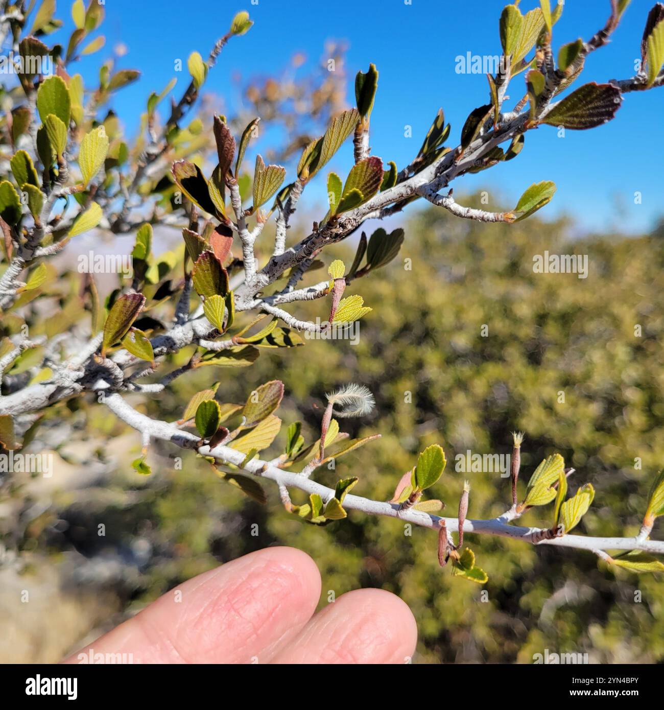Birchleaf Mountain Mahogany (Cercocarpus betuloides Stock Photo - Alamy