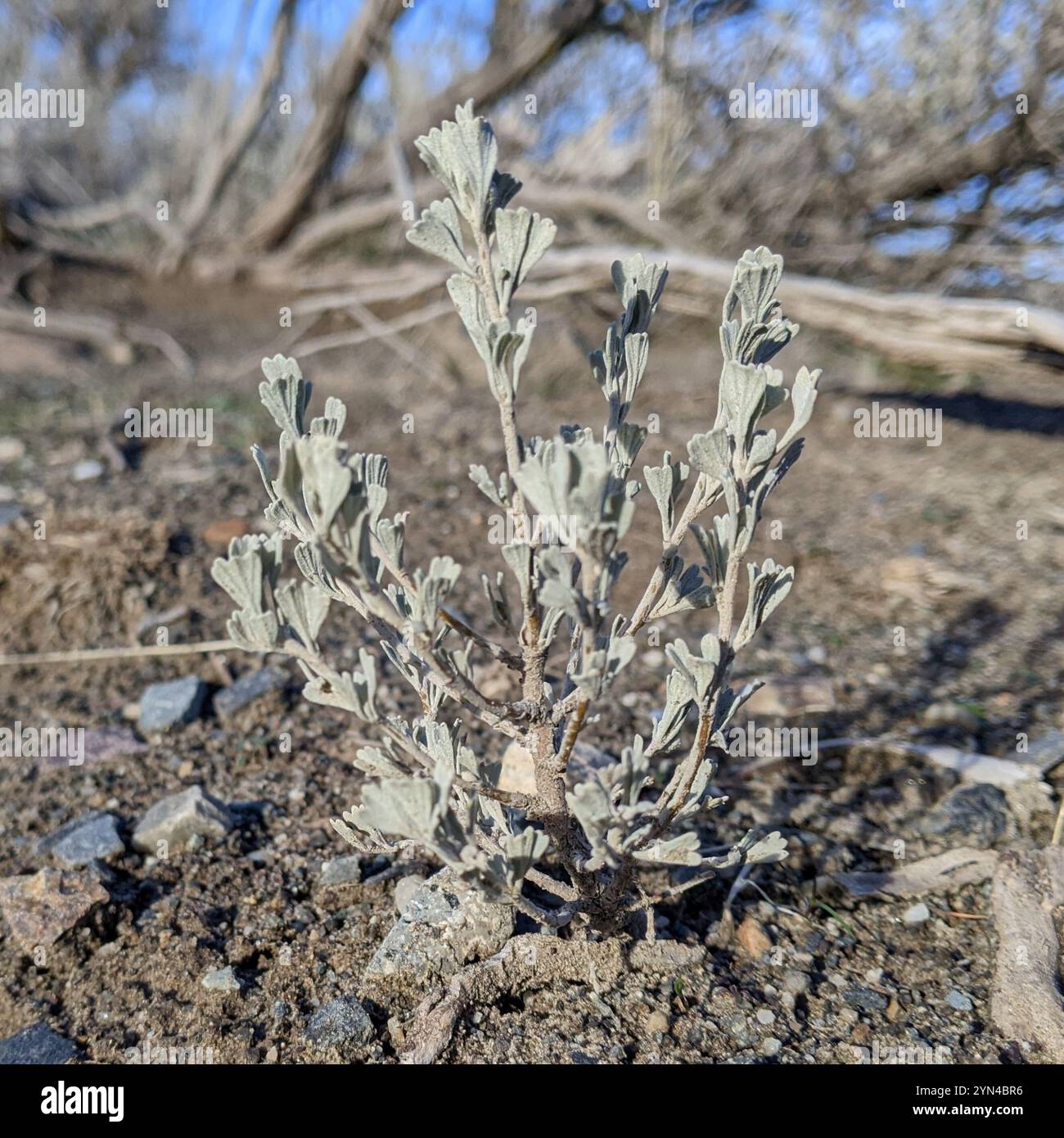 Big Sagebrush (Artemisia tridentata Stock Photo - Alamy