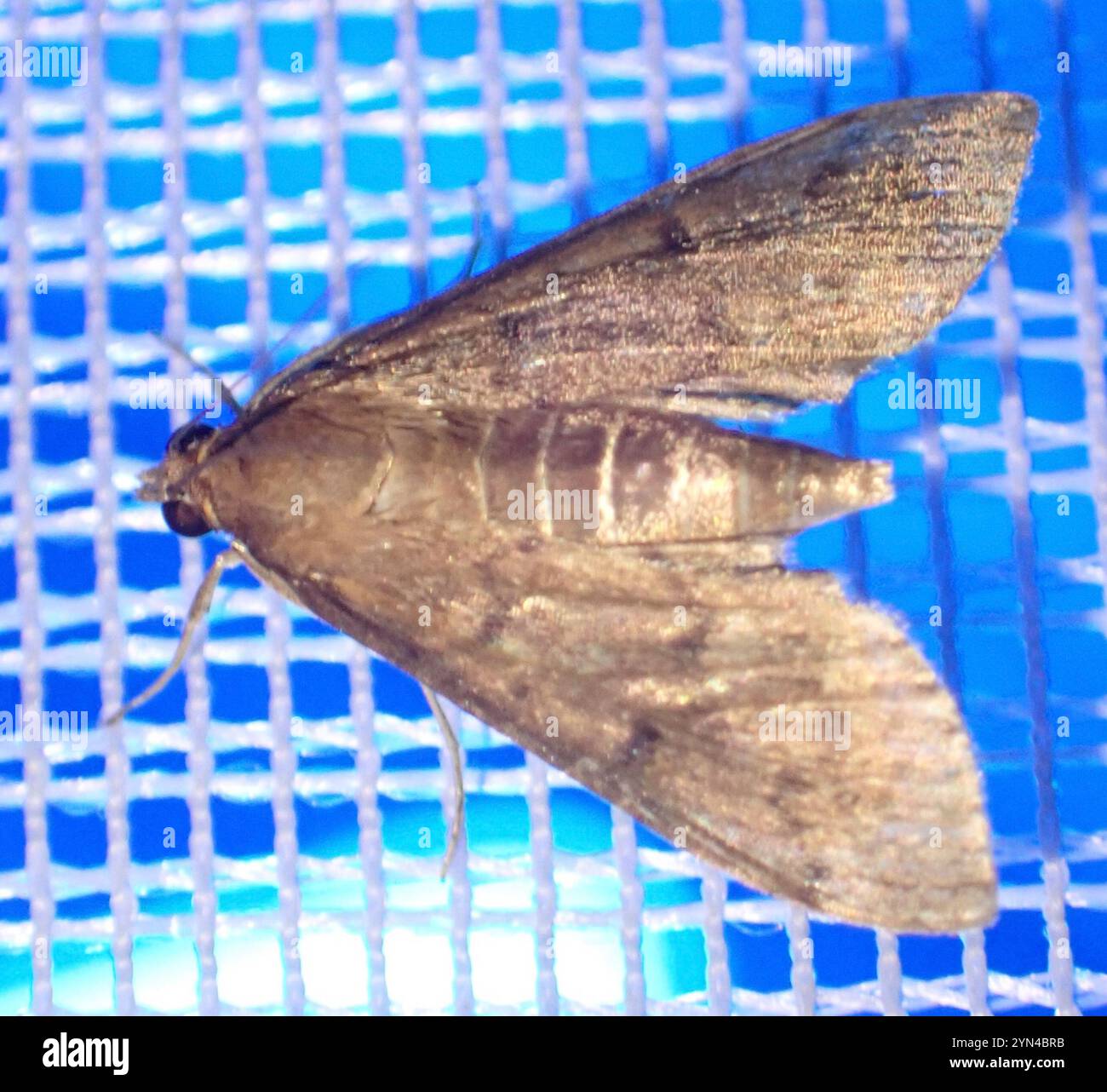 Crambid Snout Moths (Crambidae Stock Photo - Alamy