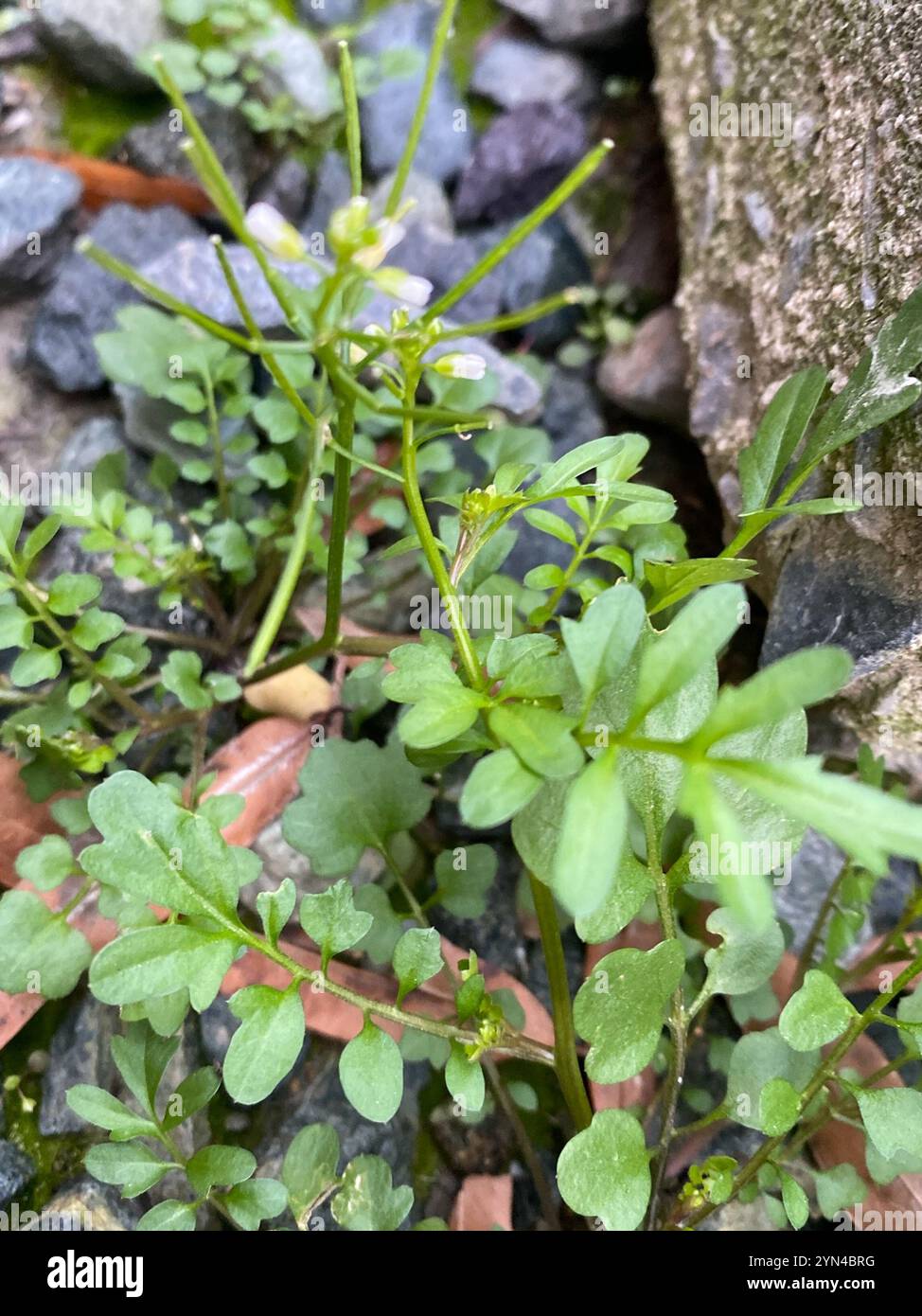 hairy bittercress (Cardamine hirsuta Stock Photo - Alamy