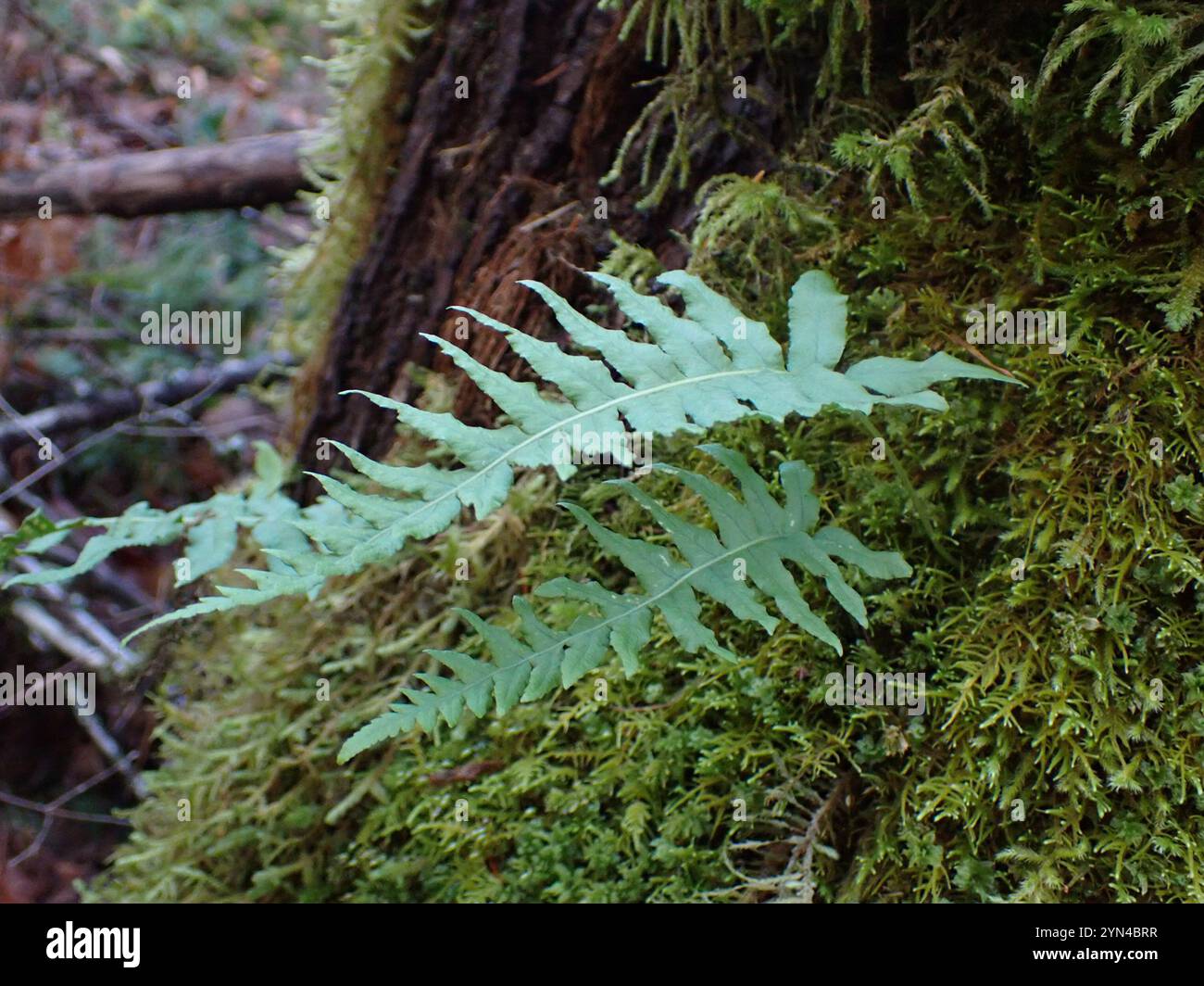 licorice fern (Polypodium glycyrrhiza Stock Photo - Alamy