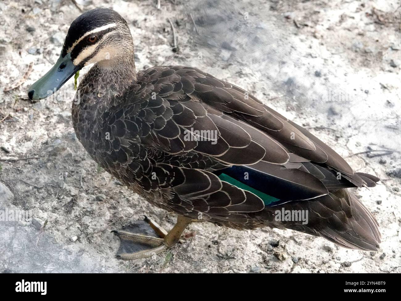 Pacific Black Duck × Mallard (Anas superciliosa × platyrhynchos Stock ...