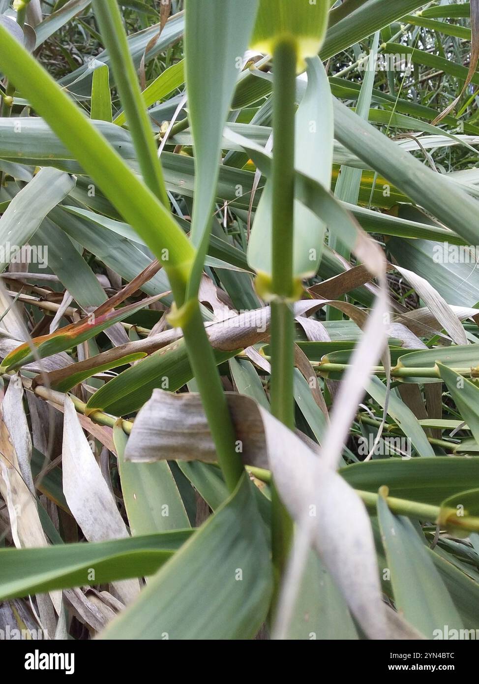 giant reed (Arundo donax Stock Photo - Alamy
