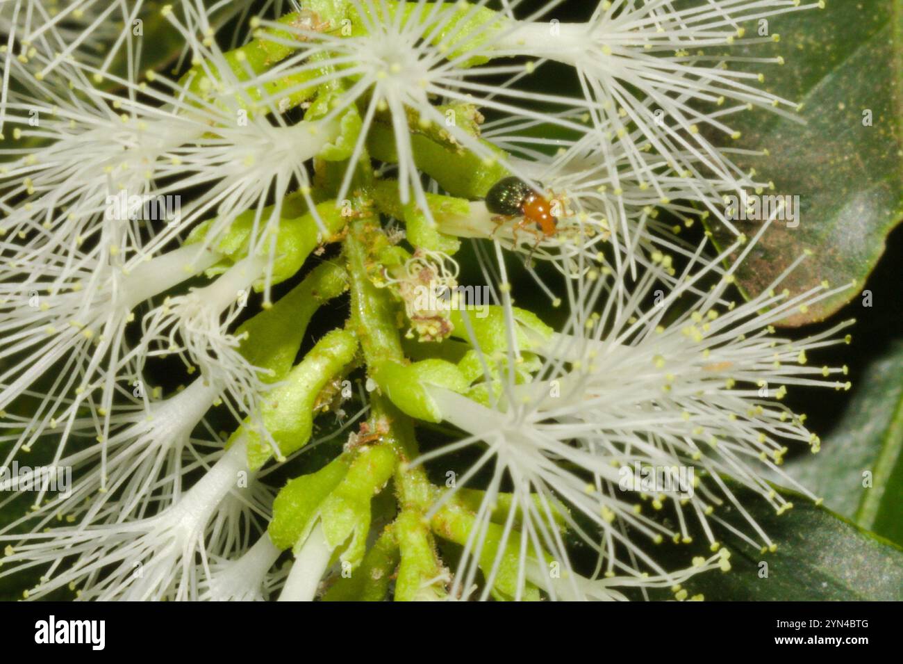 Flea Beetles (Alticini Stock Photo - Alamy