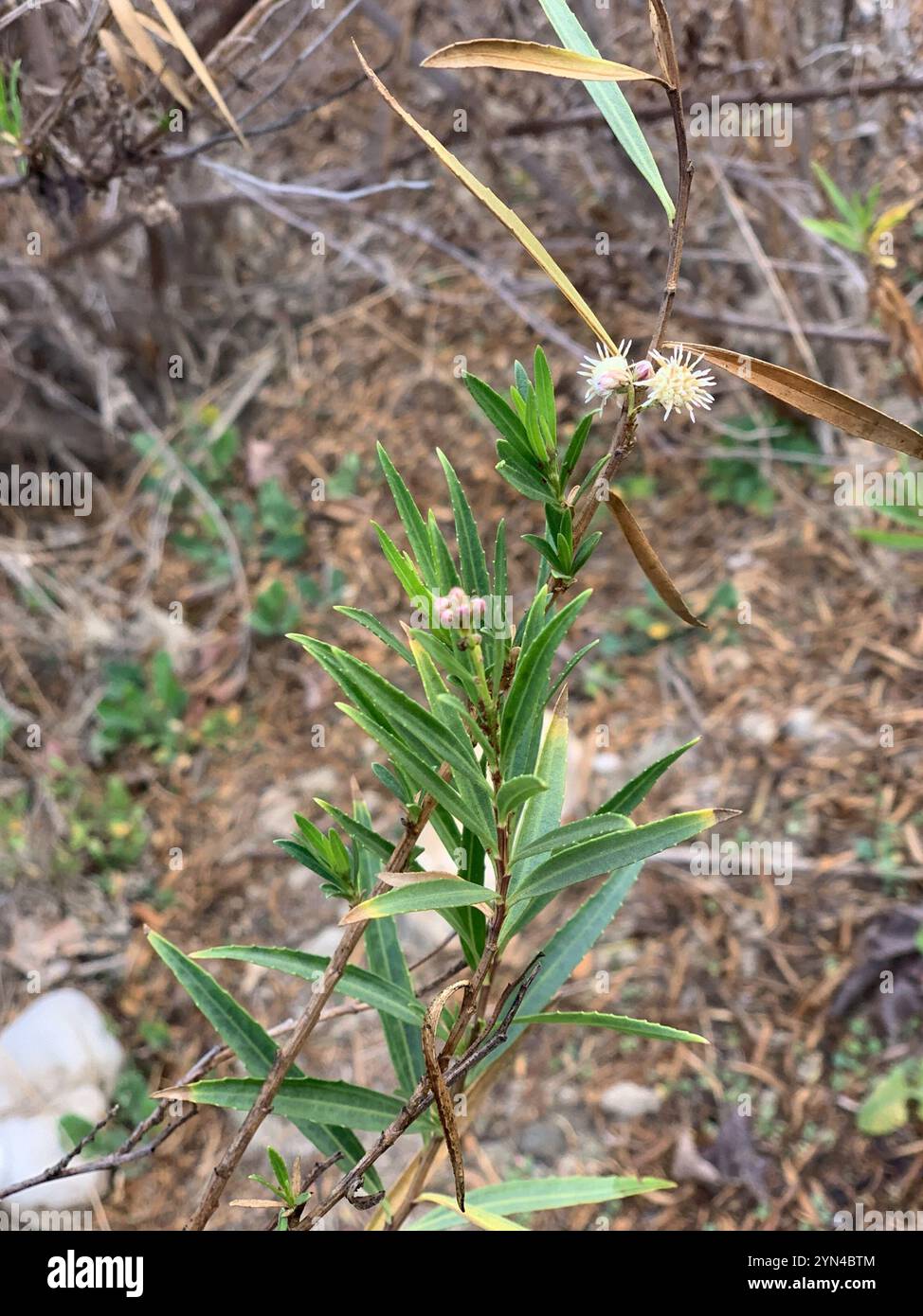 mule fat (Baccharis salicifolia Stock Photo - Alamy