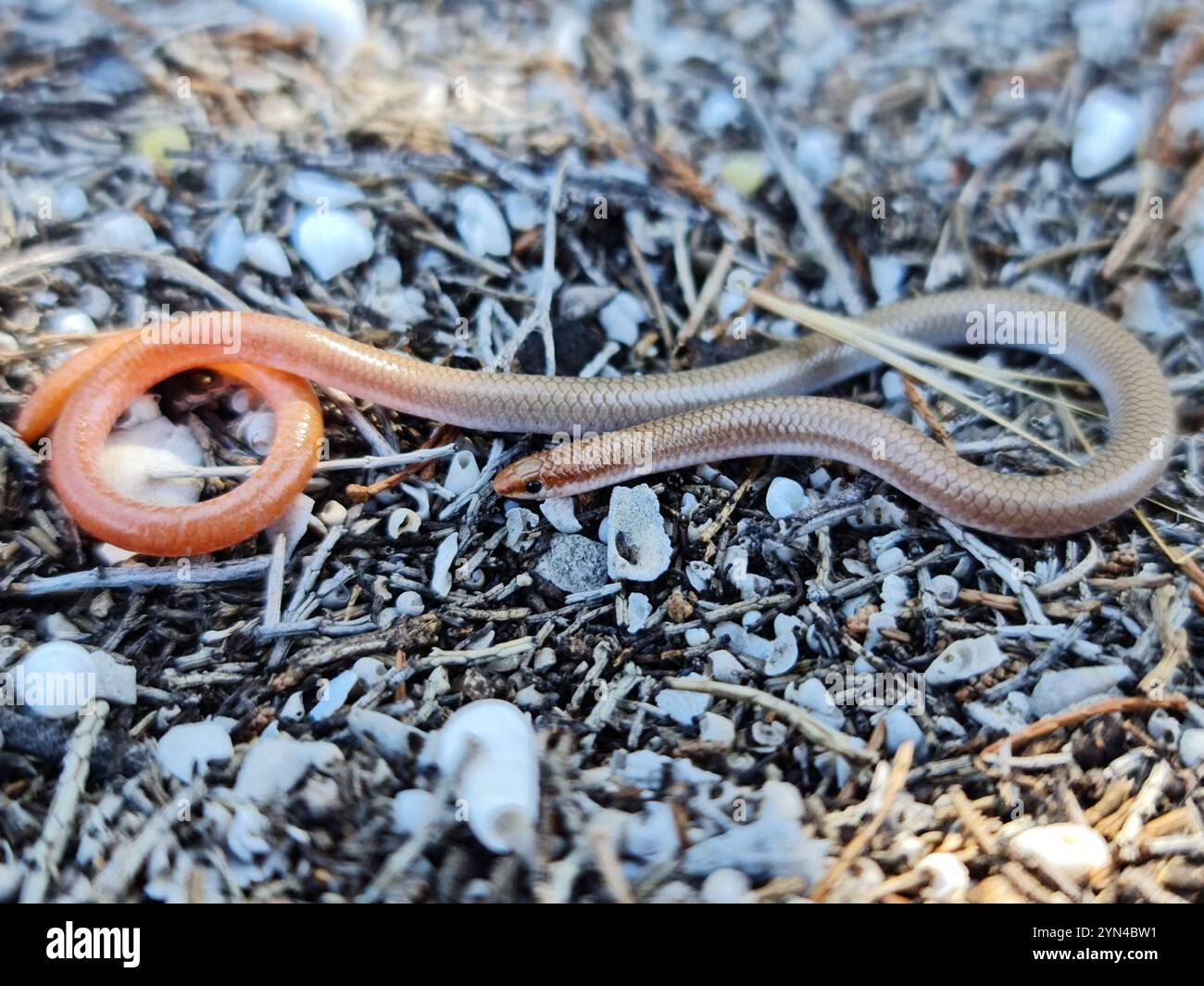 Mallee Worm-lizard (Aprasia inaurita Stock Photo - Alamy