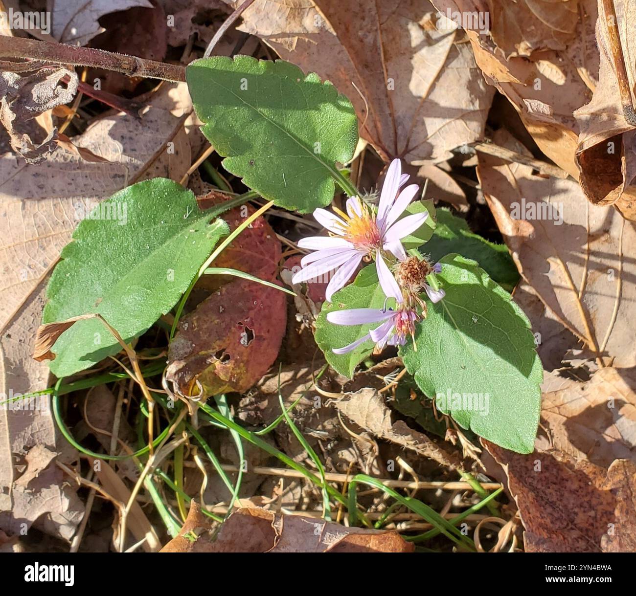 wavy-leaf aster (Symphyotrichum undulatum Stock Photo - Alamy