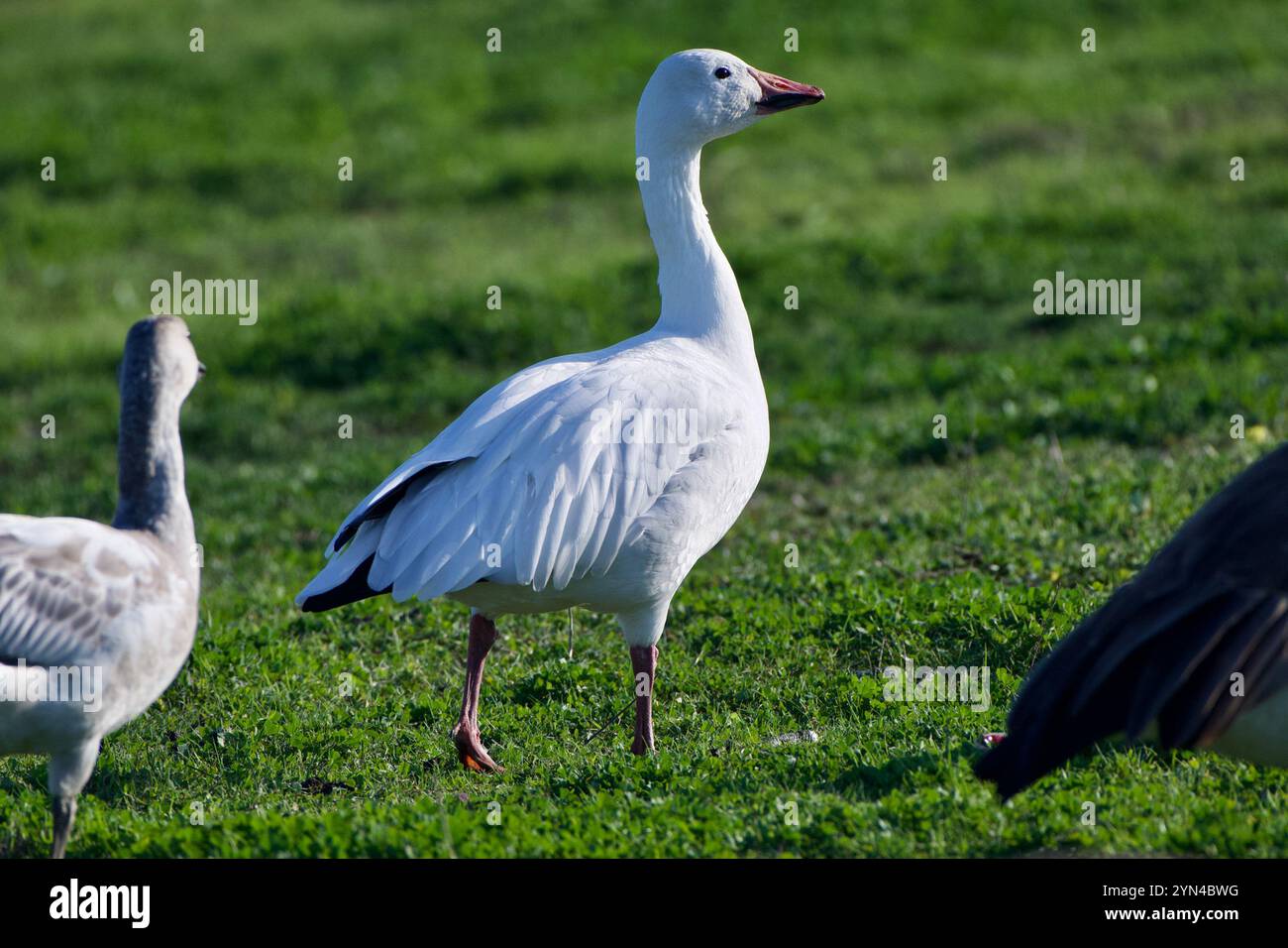 Snow Goose (Anser caerulescens Stock Photo - Alamy