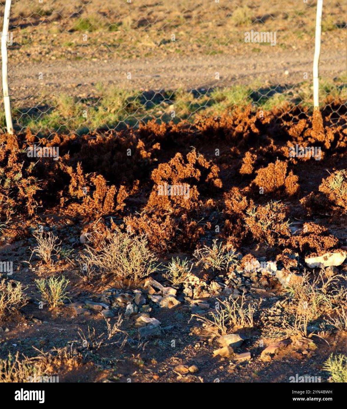 Locustana pardalina hi-res stock photography and images - Alamy