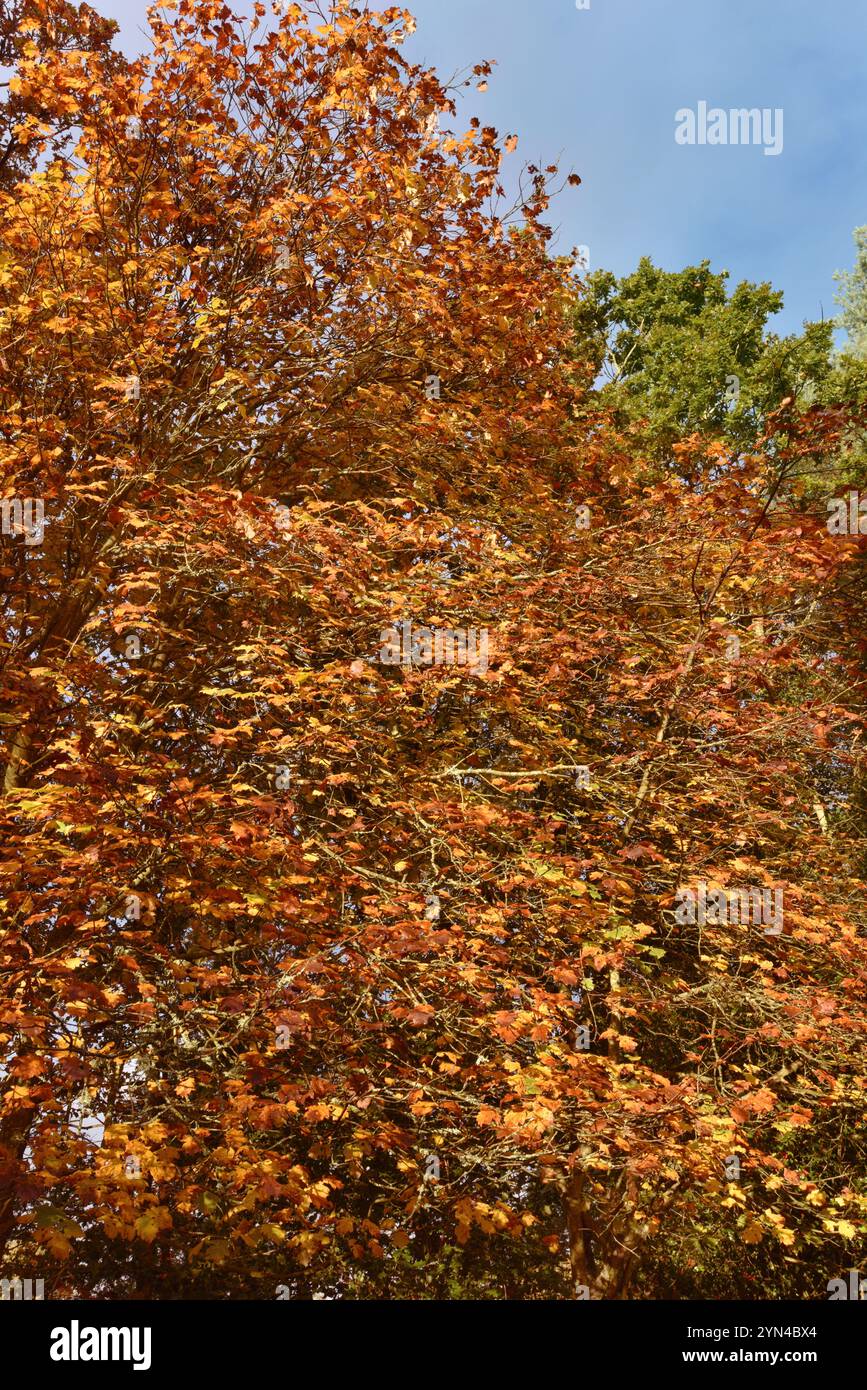 Wild Service-tree - Sorbus torminalis Stock Photo - Alamy