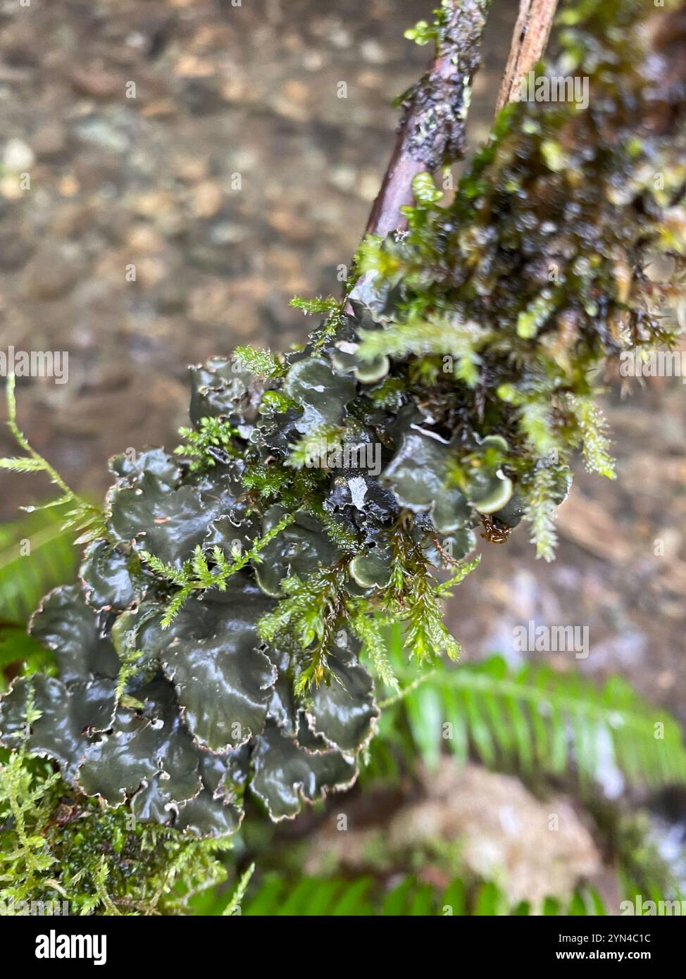 tree pelt lichen (Peltigera collina Stock Photo - Alamy