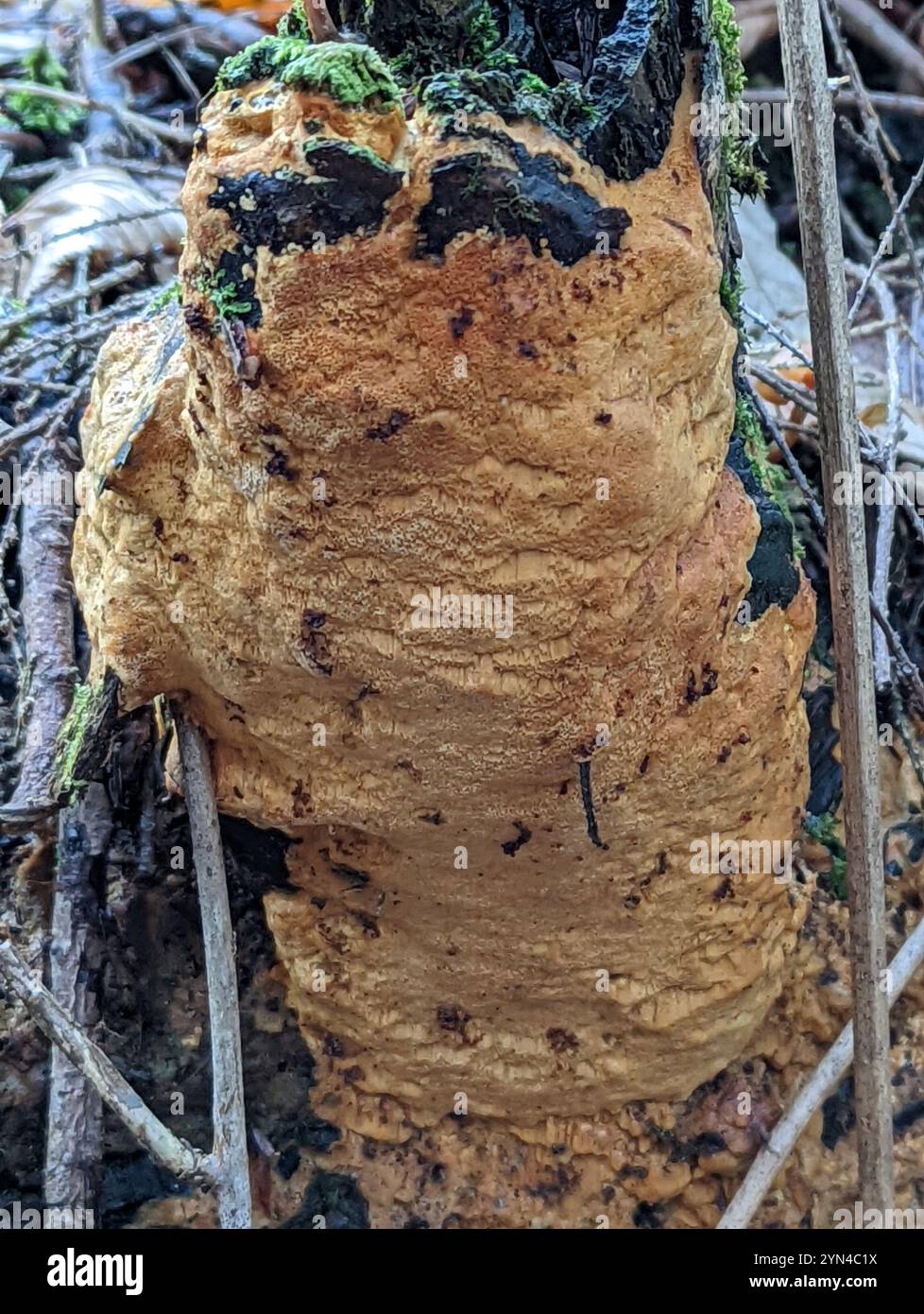 Stringy Butt Rot (Poriella subacida Stock Photo - Alamy