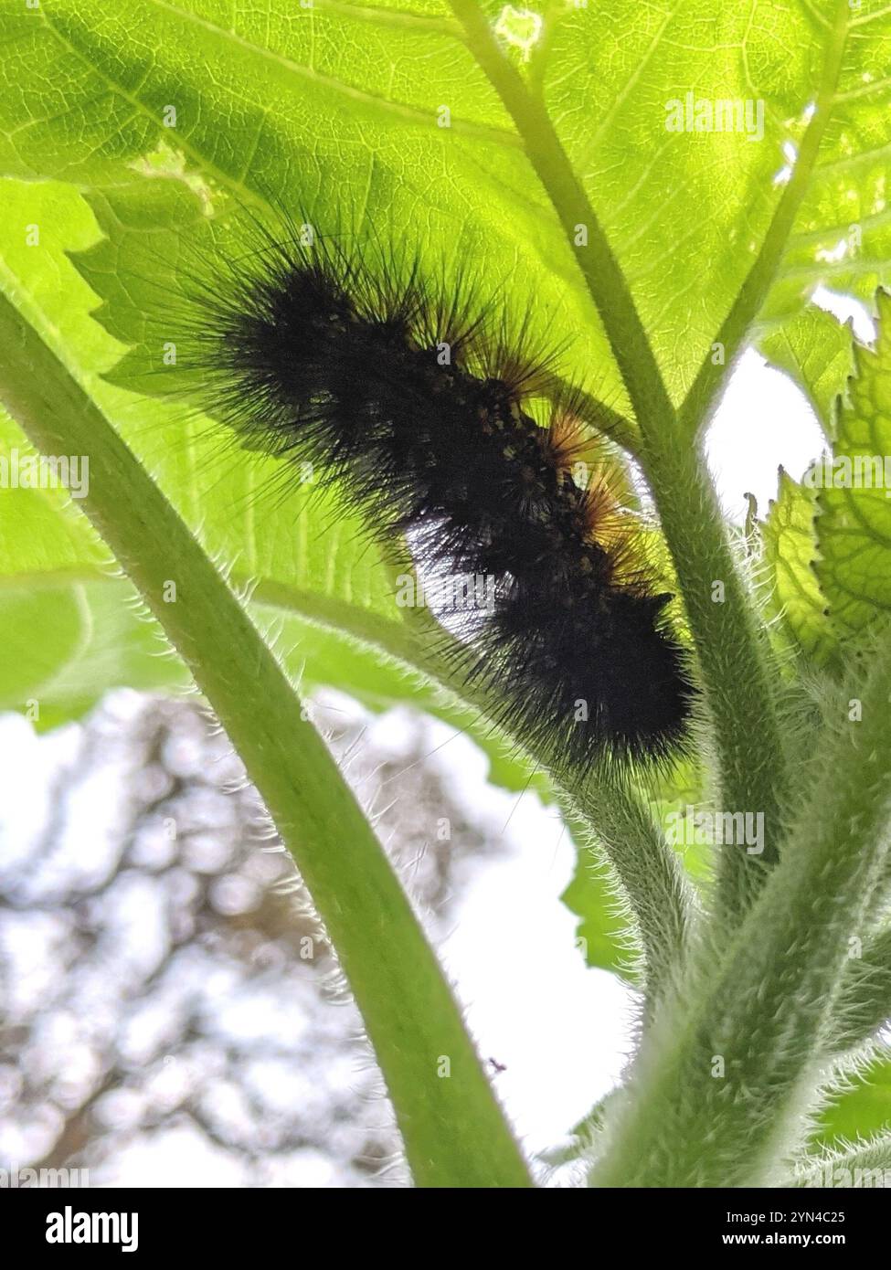 Salt Marsh Moth (Estigmene acrea Stock Photo - Alamy