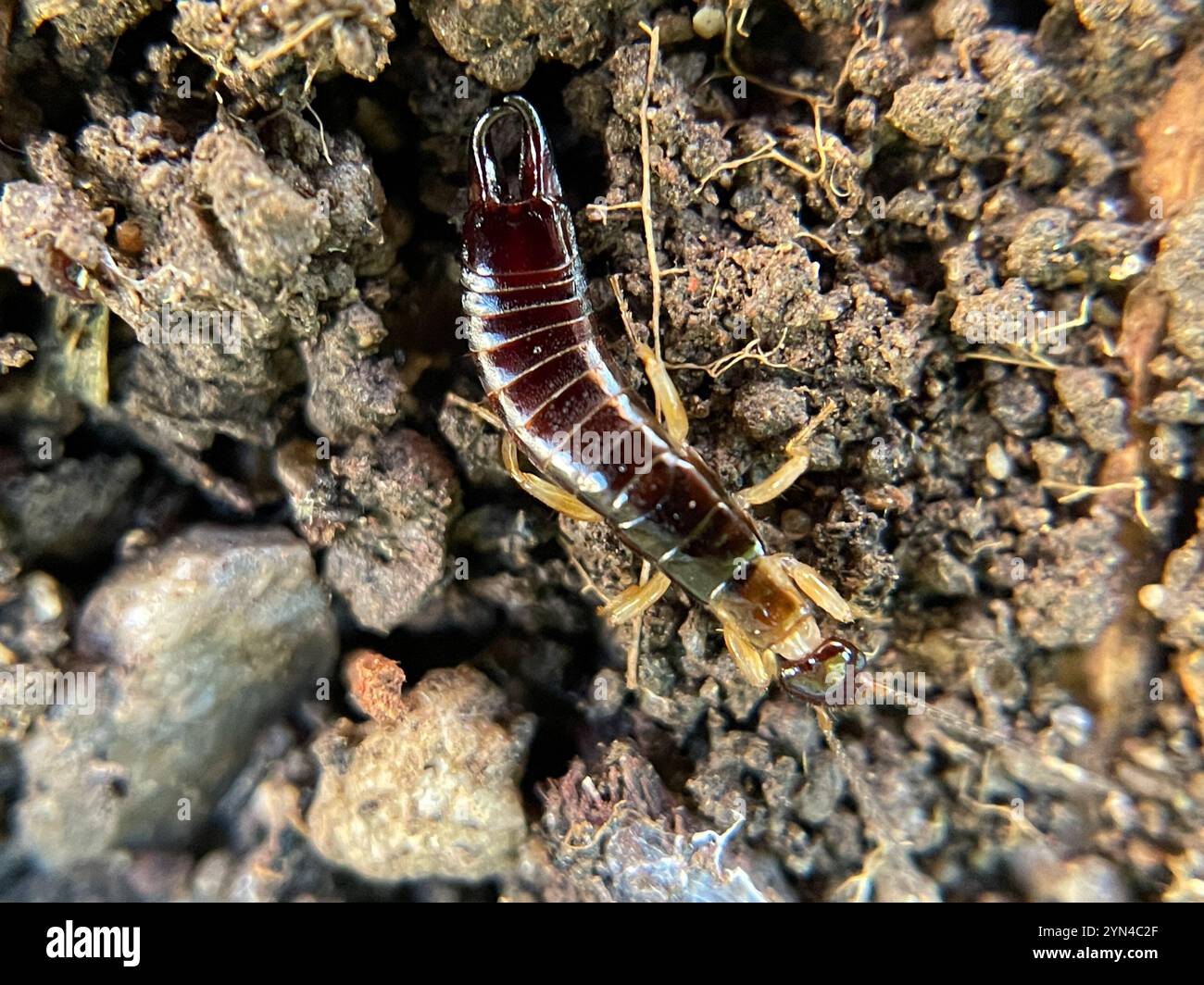 Ring-legged Earwig (Euborellia annulipes Stock Photo - Alamy