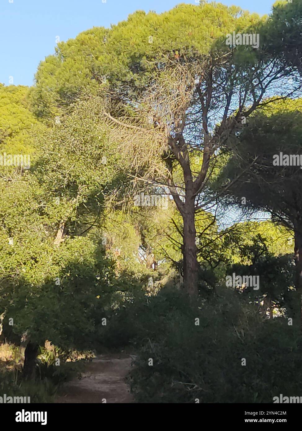 Stone pine (Pinus pinea Stock Photo - Alamy