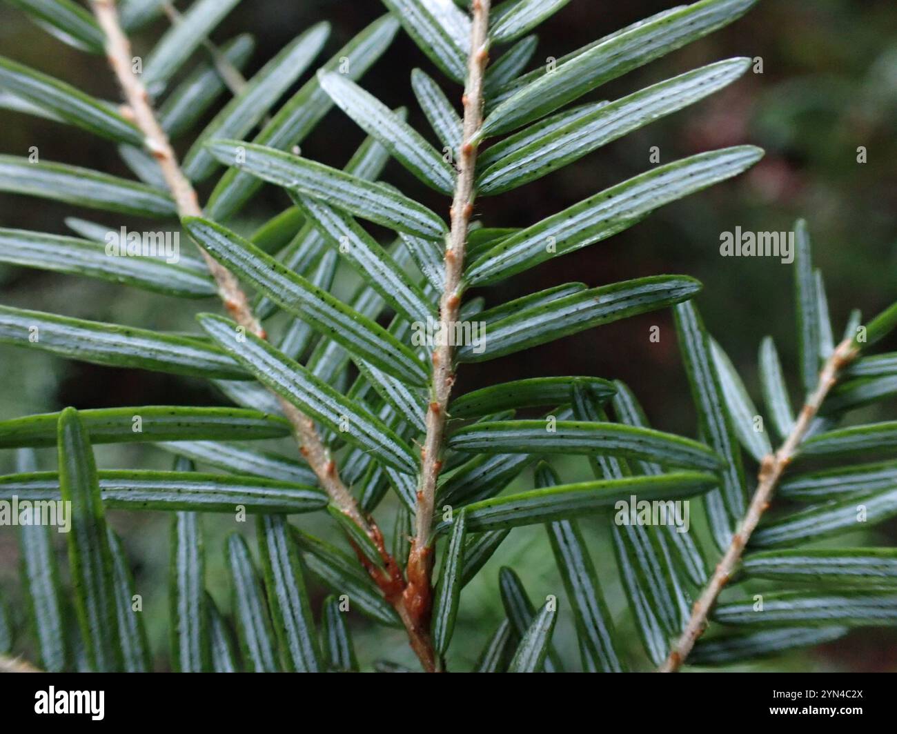 western hemlock (Tsuga heterophylla Stock Photo - Alamy