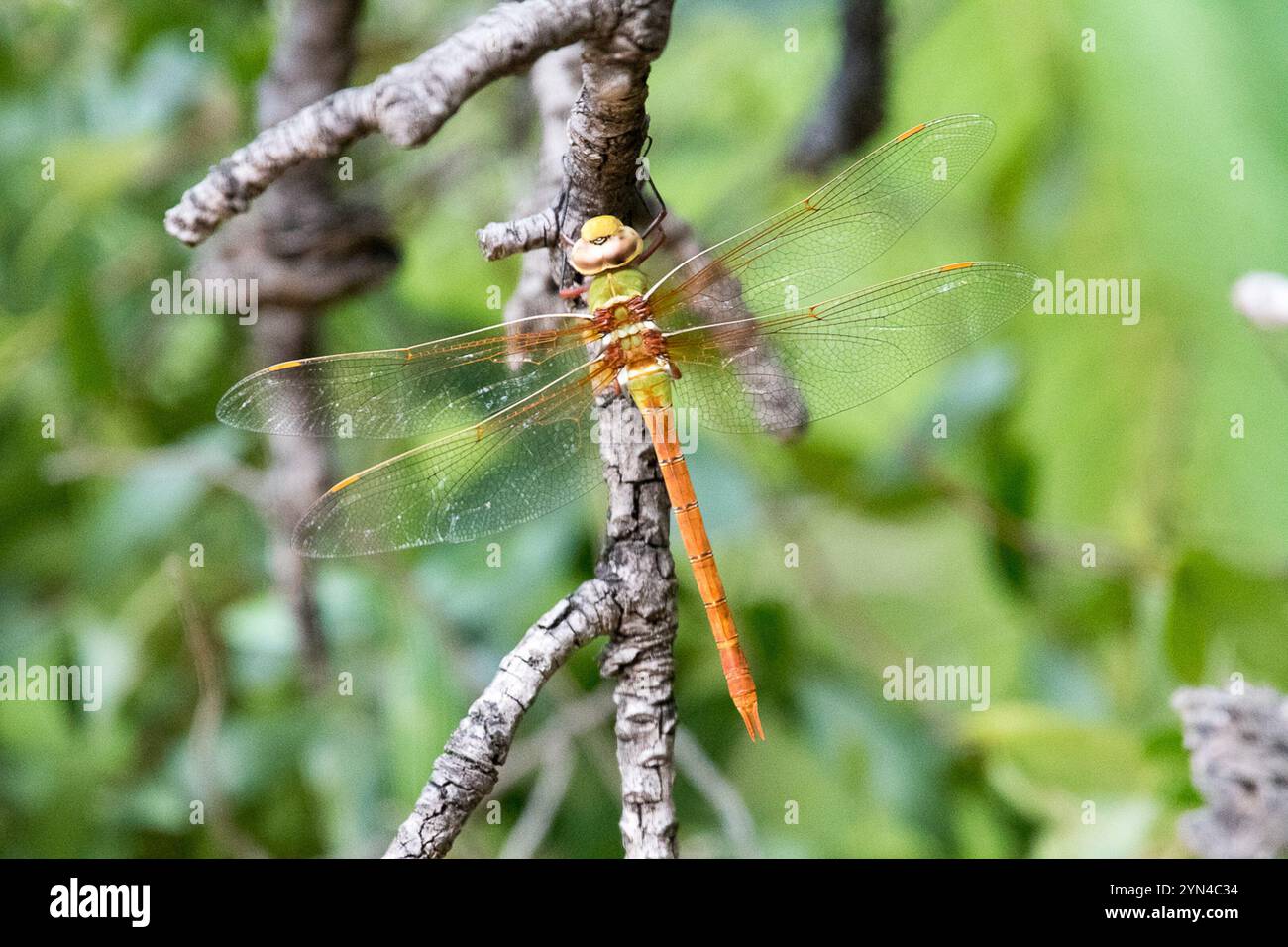 Orange Emperor (Anax speratus Stock Photo - Alamy
