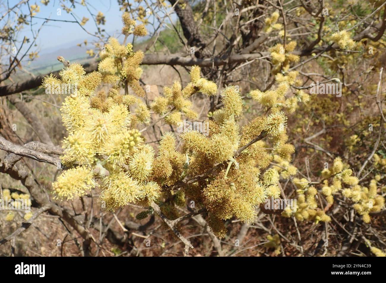 Bushwillow hi-res stock photography and images - Alamy